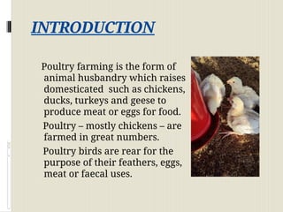 Comprehensive Analysis of Poultry Farming: Principles, Practices, and ...