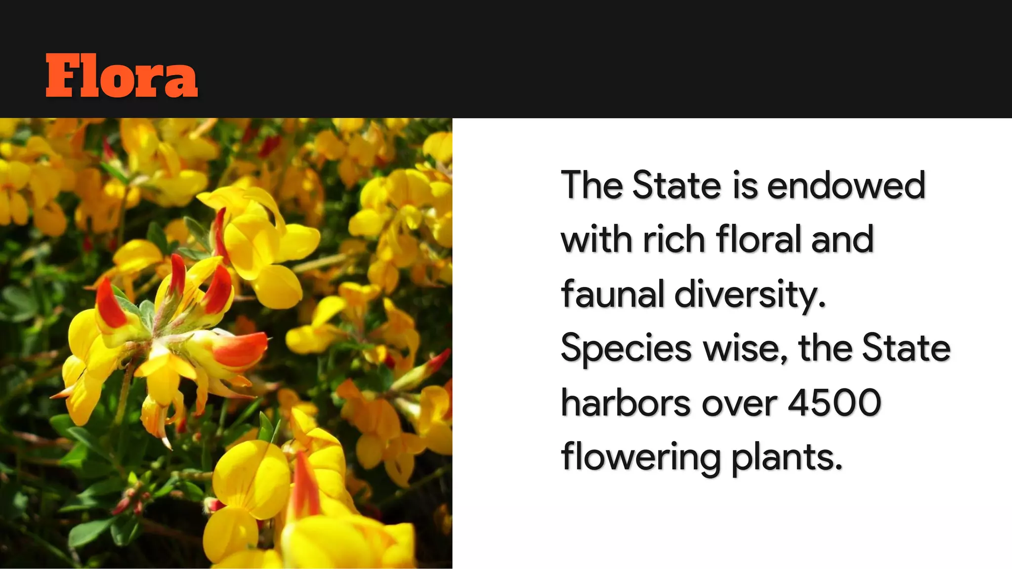 Project on sikkim | PDF