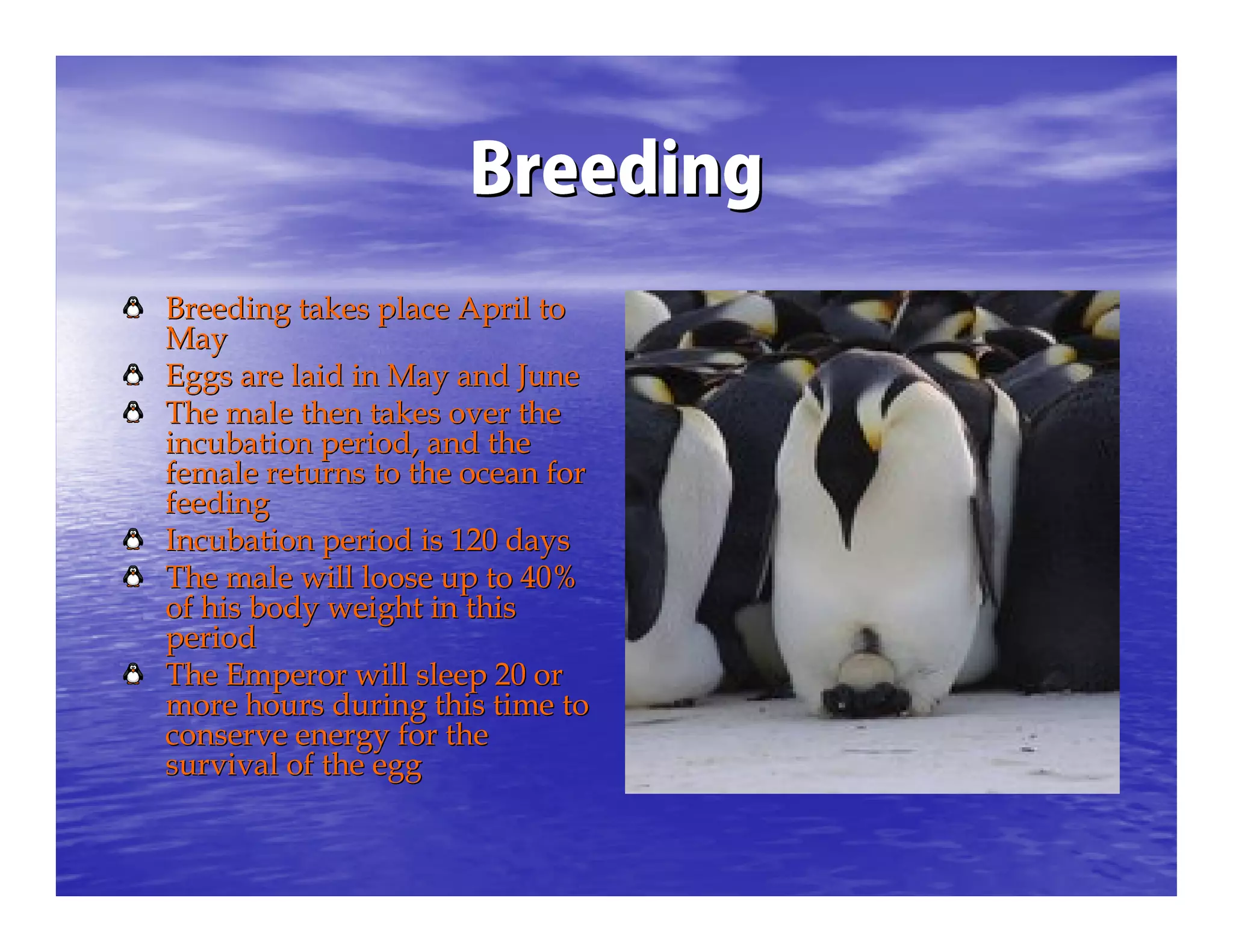 Emperor penguin project | PDF | Geography | Science