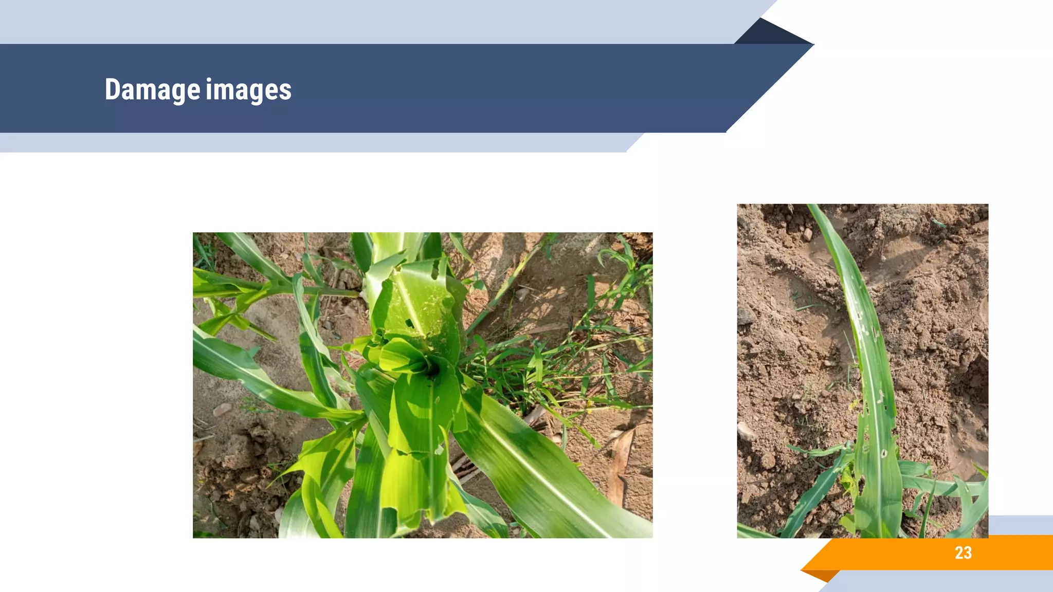 Insect-pest in fiel crop - introduction , difference between them ...