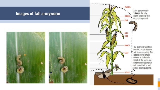 Insect-pest in fiel crop - introduction , difference between them ...