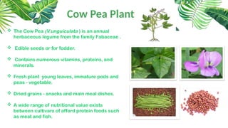 Biofertilizer prepared and used on plant growth | PPT