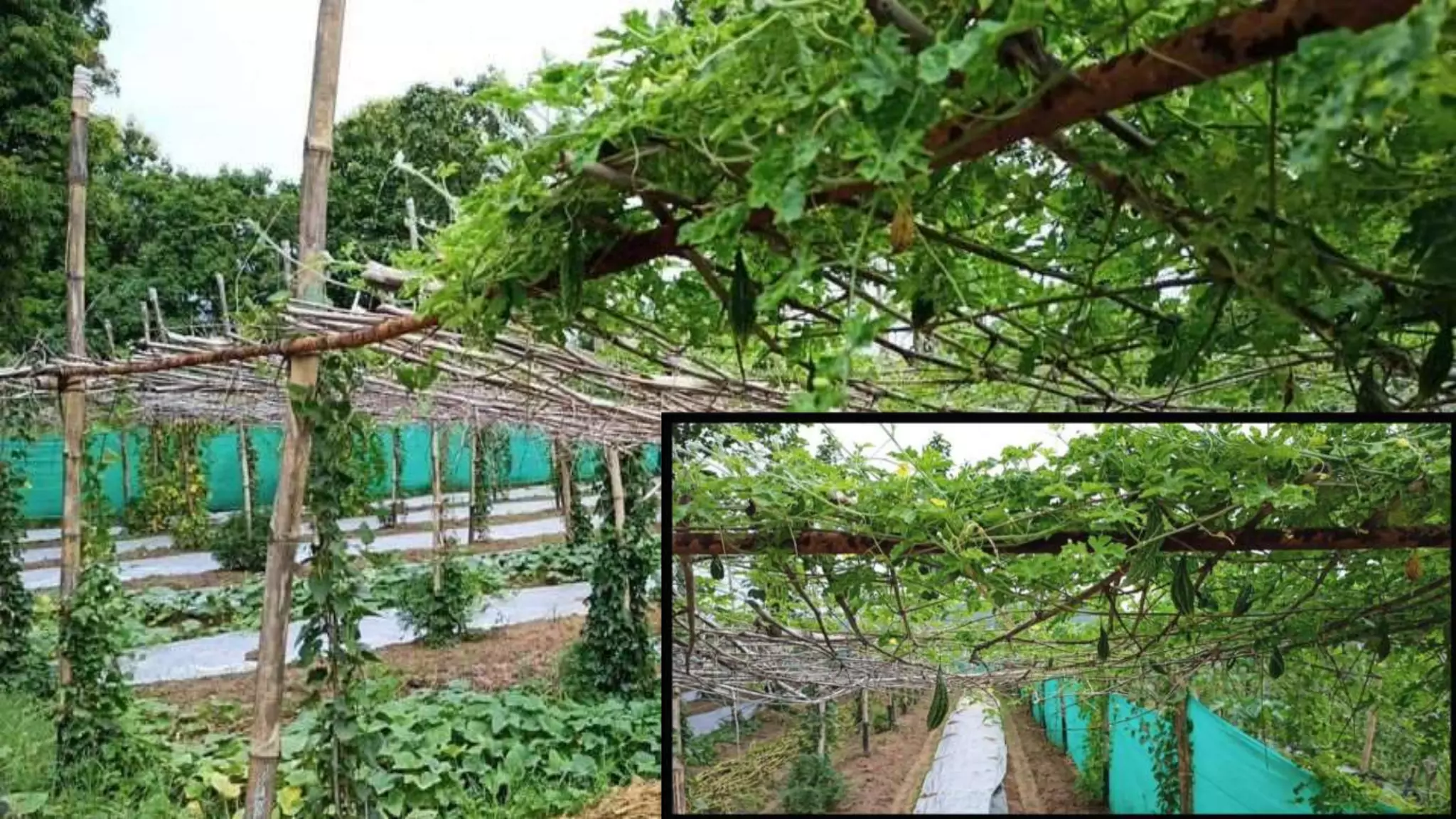 multi-layer farming system | PPTX