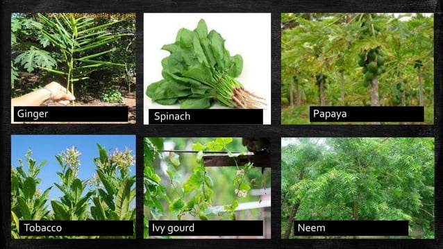 multi-layer farming system | PPTX