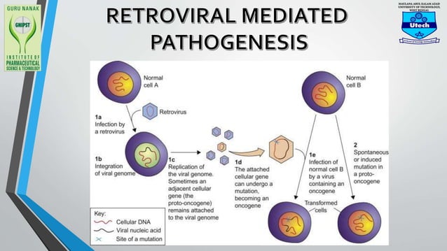 RETROVIRUS MEDIATED GENE TRANSFER AND EXPRESSION CLONING | PPTX ...