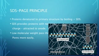 Project progress week 2 & 3 | PPT