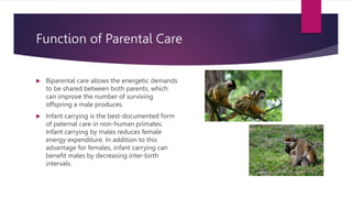 PARENTAL CARE IN MONKEY.pptx