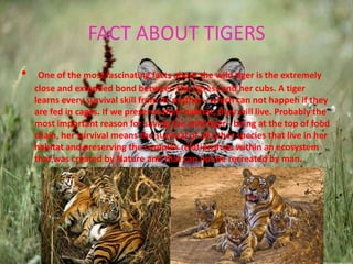 Projecttiger | PPTX