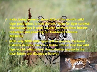 Projecttiger | PPTX