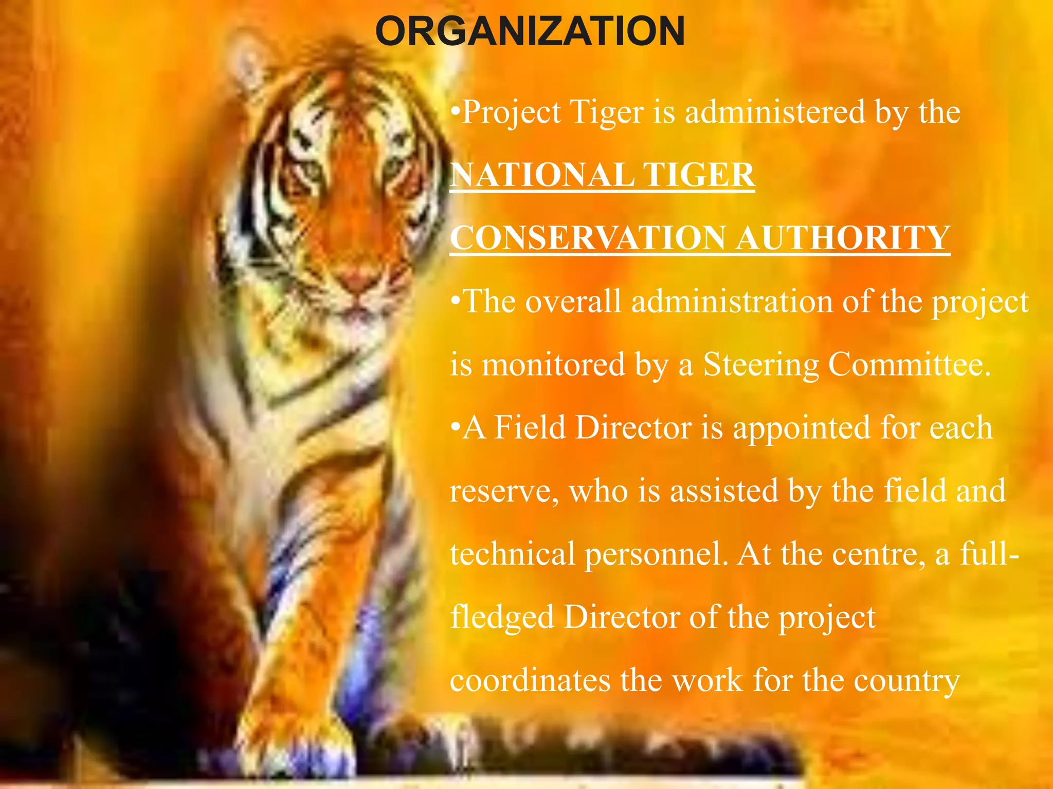 Project Tiger | PPTX