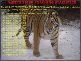 Project Tiger | PPTX