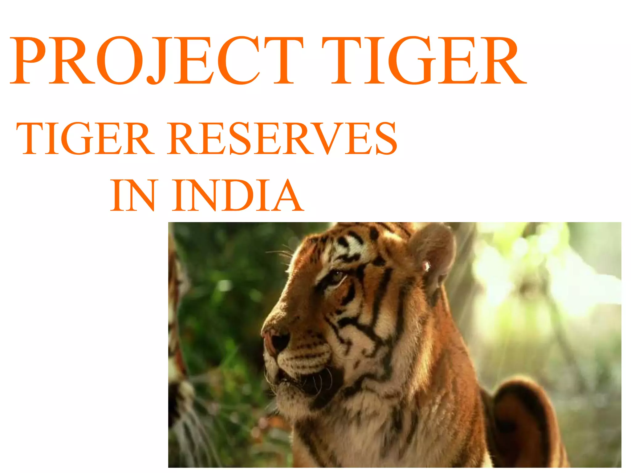 Project tiger | PPTX
