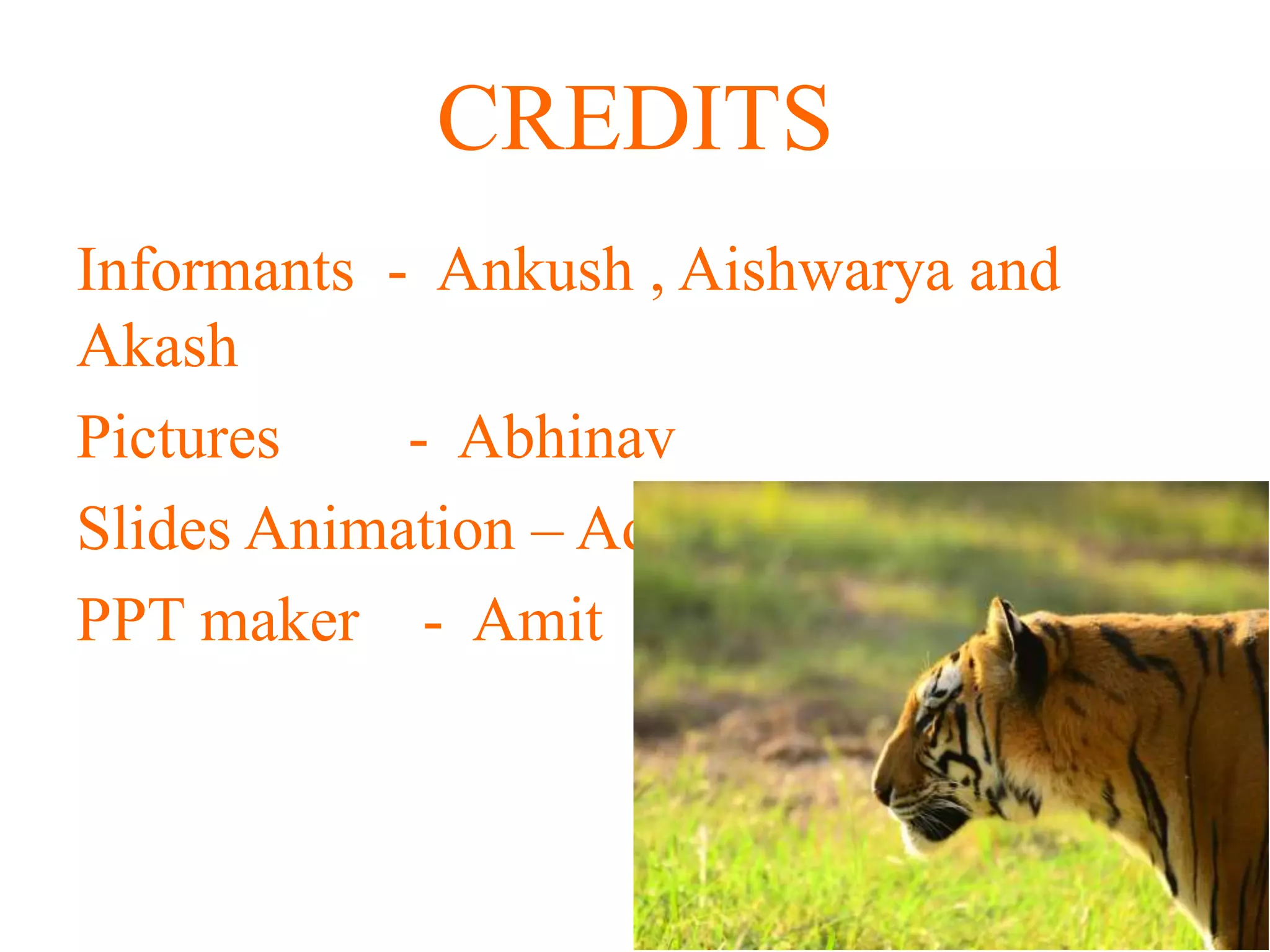 Project tiger | PPTX