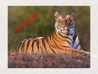 Conservation of Tigers in India: Project Tiger | PPTX