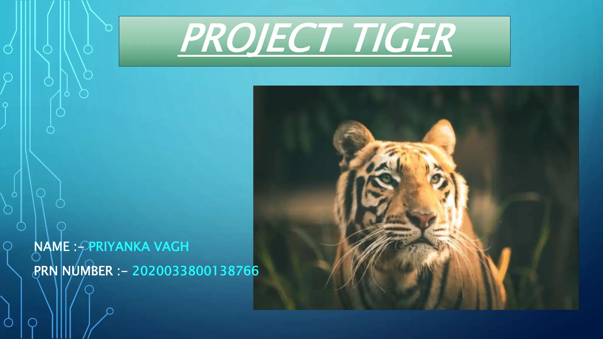 Project Tiger - a project of Indian government | PPTX