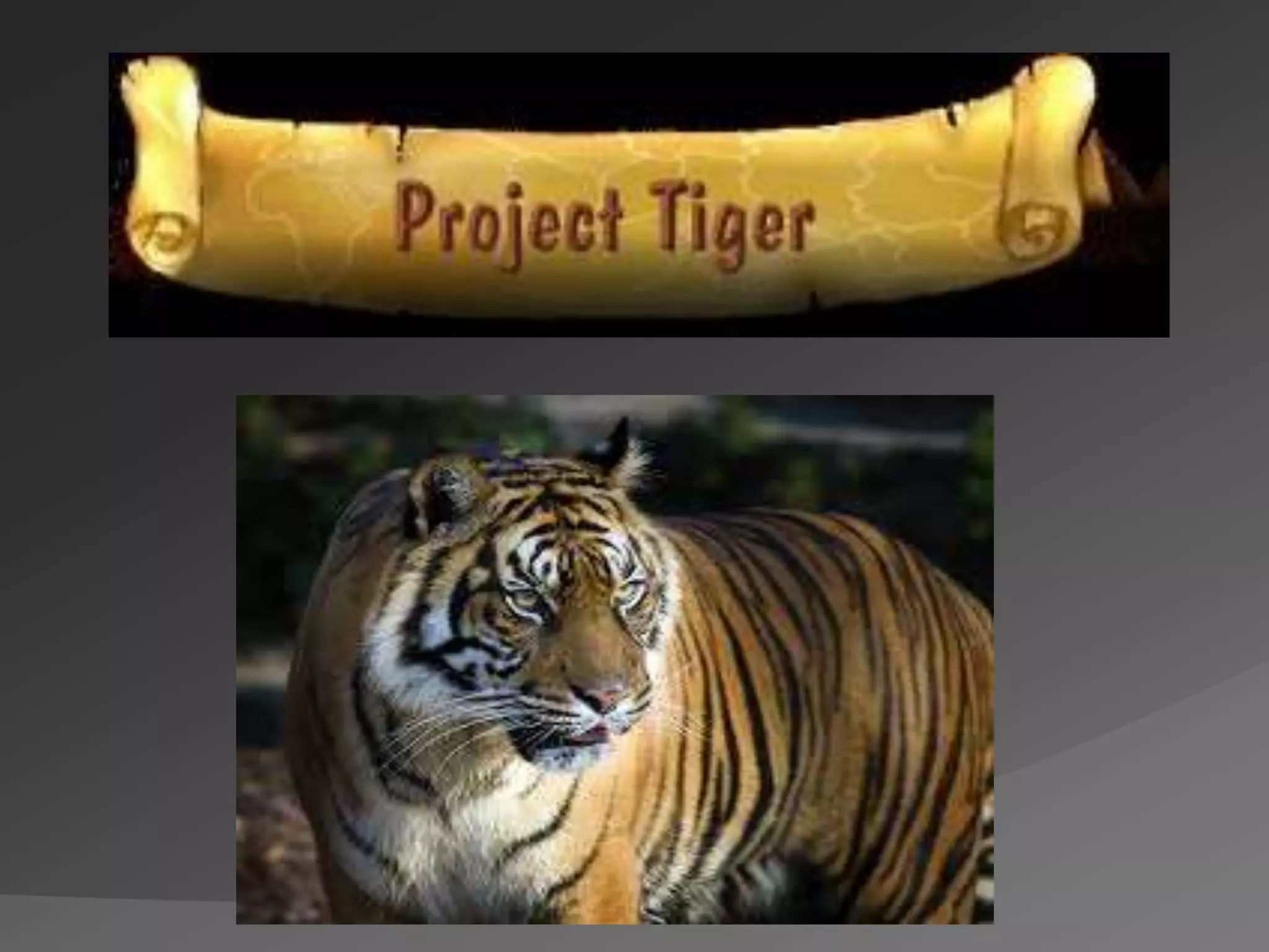 PPT on PROJECT TIGER | PPTX | Large Animals | Pets