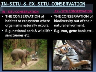 Project tiger and wild life conservation in india | PPTX