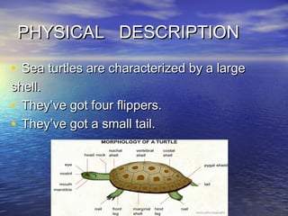 Turtles ESL primary school presentation | PPT