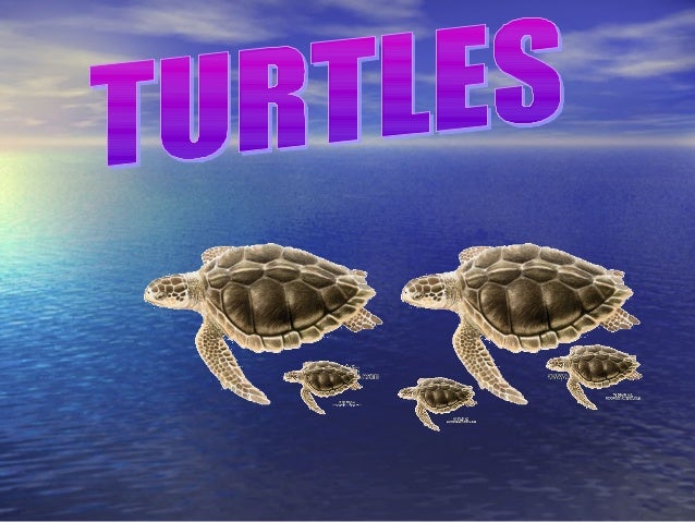 Turtles ESL Primary School Presentation turtles-esl-primary-school-presentation