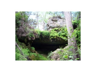 Project Wild Workshop | PPT