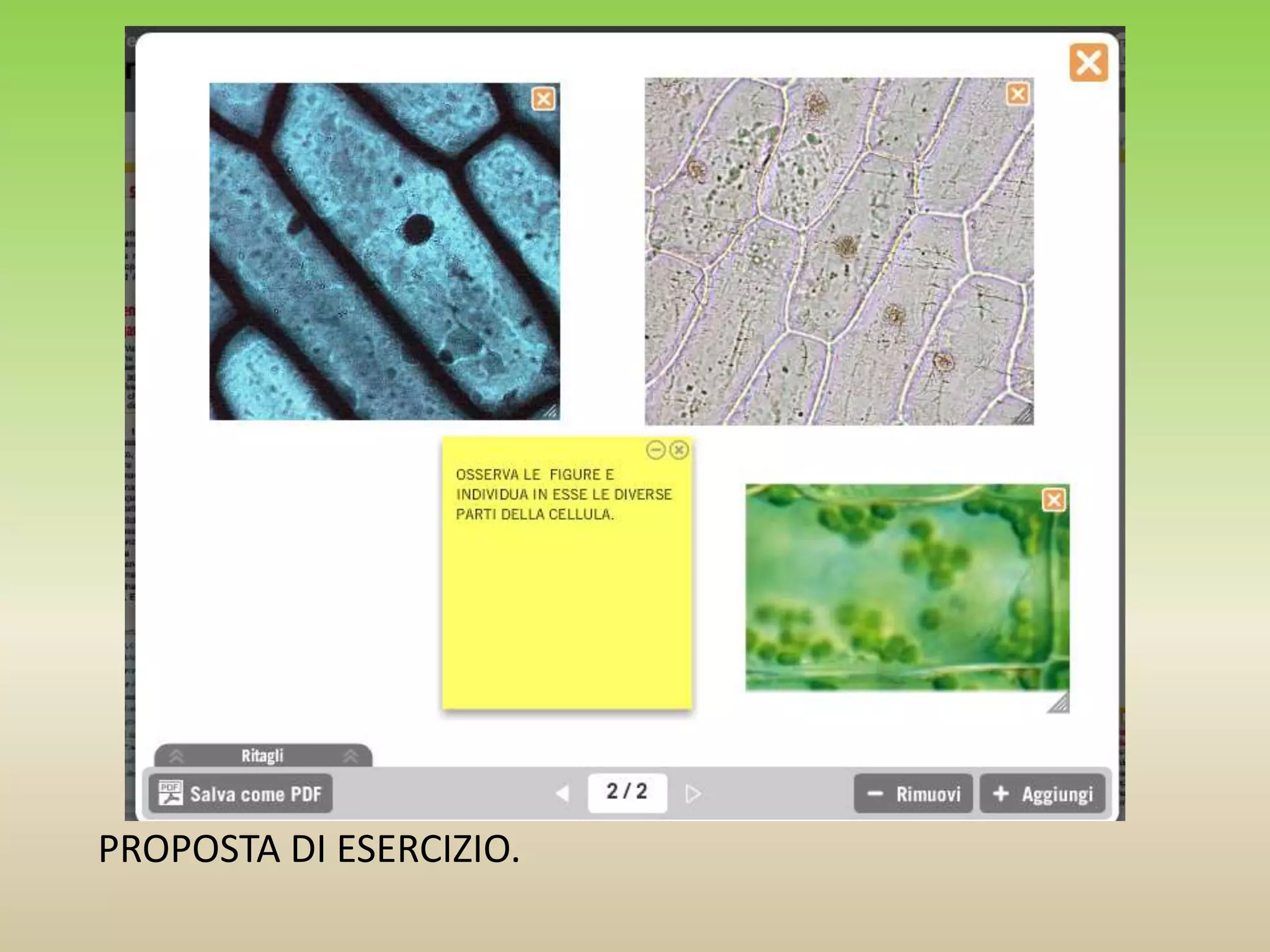 Project work: LA CELLULA | PPTX