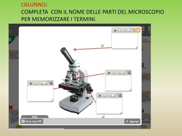 Project work: LA CELLULA | PPTX
