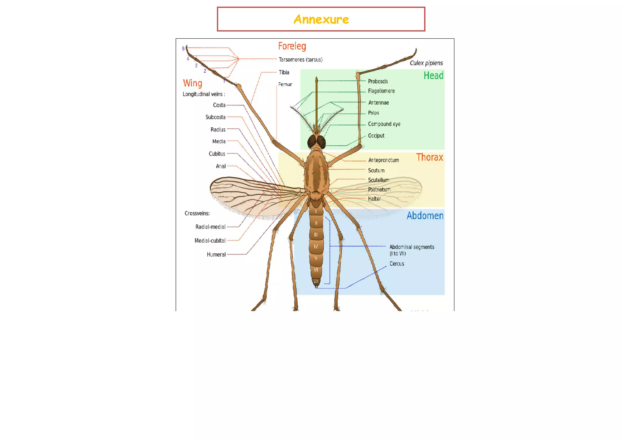 Project work malaria class 12_ HS biology project | PDF