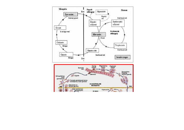 Project work malaria class 12_ HS biology project | PDF | Infectious ...