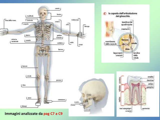 Project work scheletro | PPT
