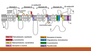 Sodium Ion Channel | PPTX | Chemistry | Science