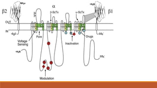 Sodium Ion Channel | PPTX