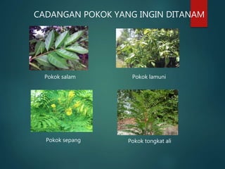 Projek akhir dollah pokok berkhasiat | PPTX
