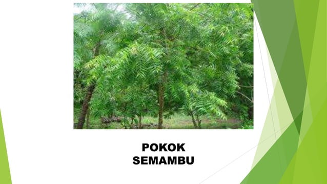 Projek akhir pokok | PPTX