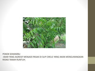 Projek akhir pokok berkhasiat dan mengukuhkan jalan raya | PPTX