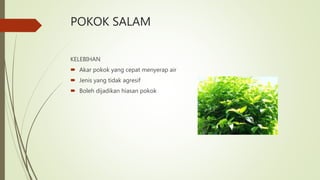 Projek akhir pokok berkhasiat | PPT