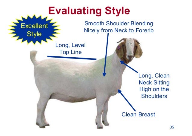 ProjekKambingMuda - Study Guide for Judging Meat Goats