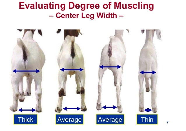 ProjekKambingMuda - Study Guide for Judging Meat Goats