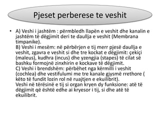 Pjeset e Veshit | PPTX