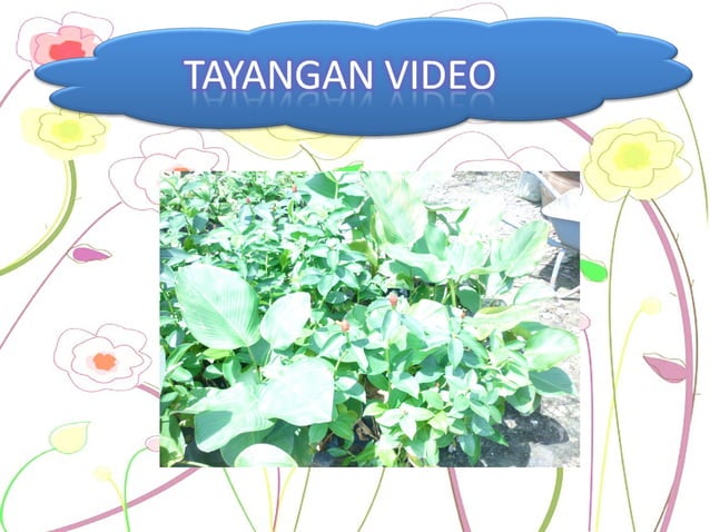 Projek tanaman hiasan | PPT