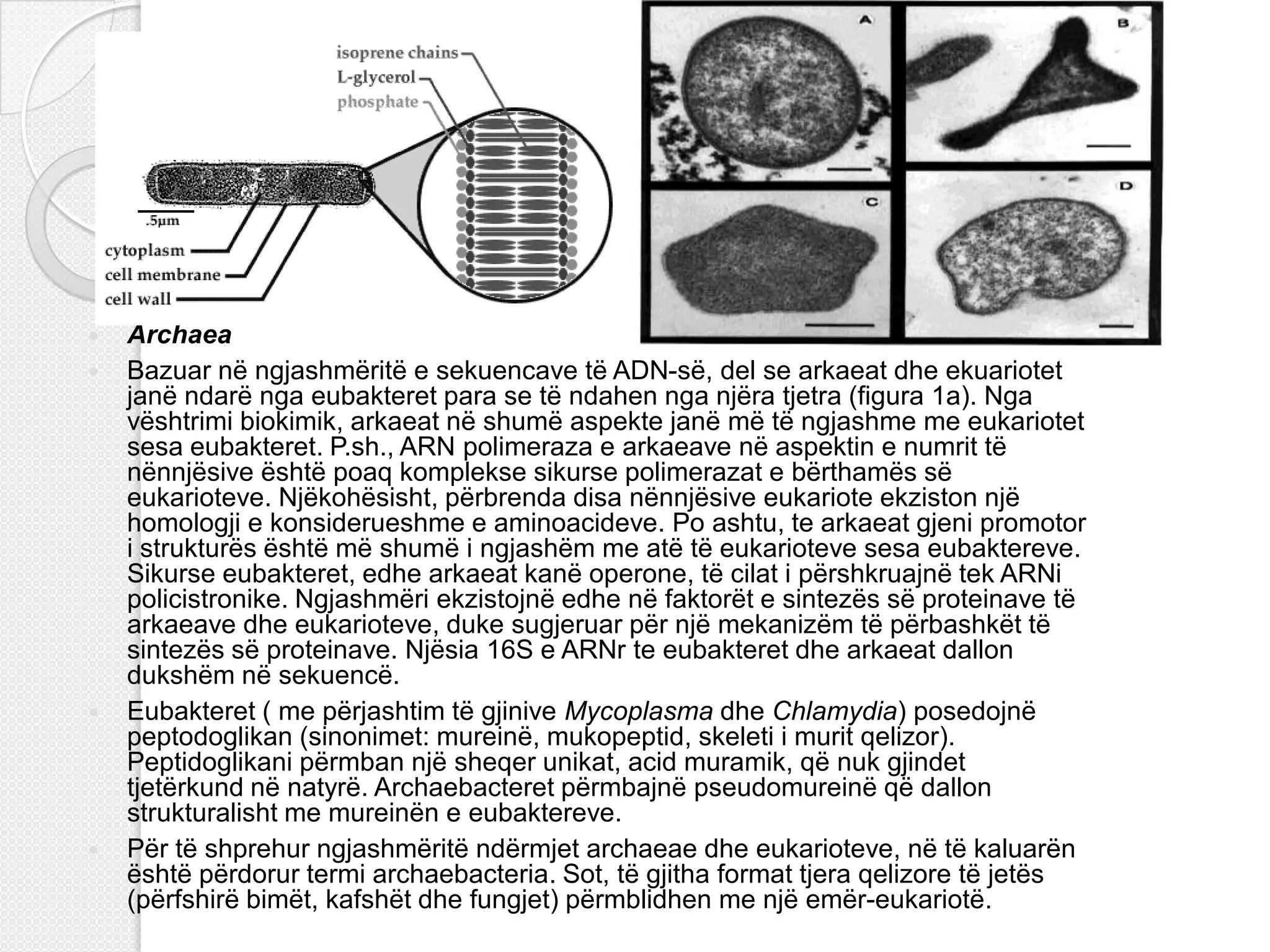 Projekt biologji | PPTX
