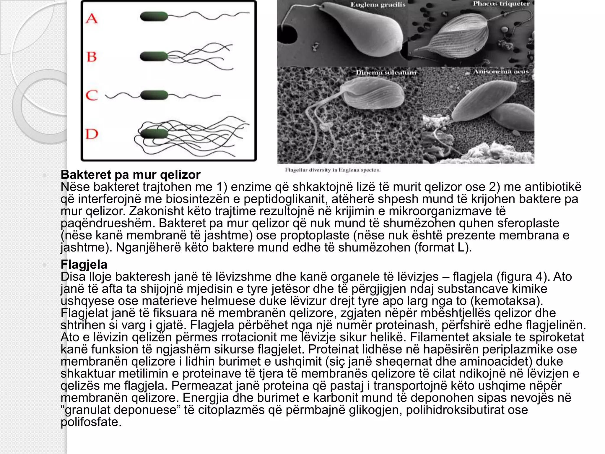 Projekt biologji | PPTX