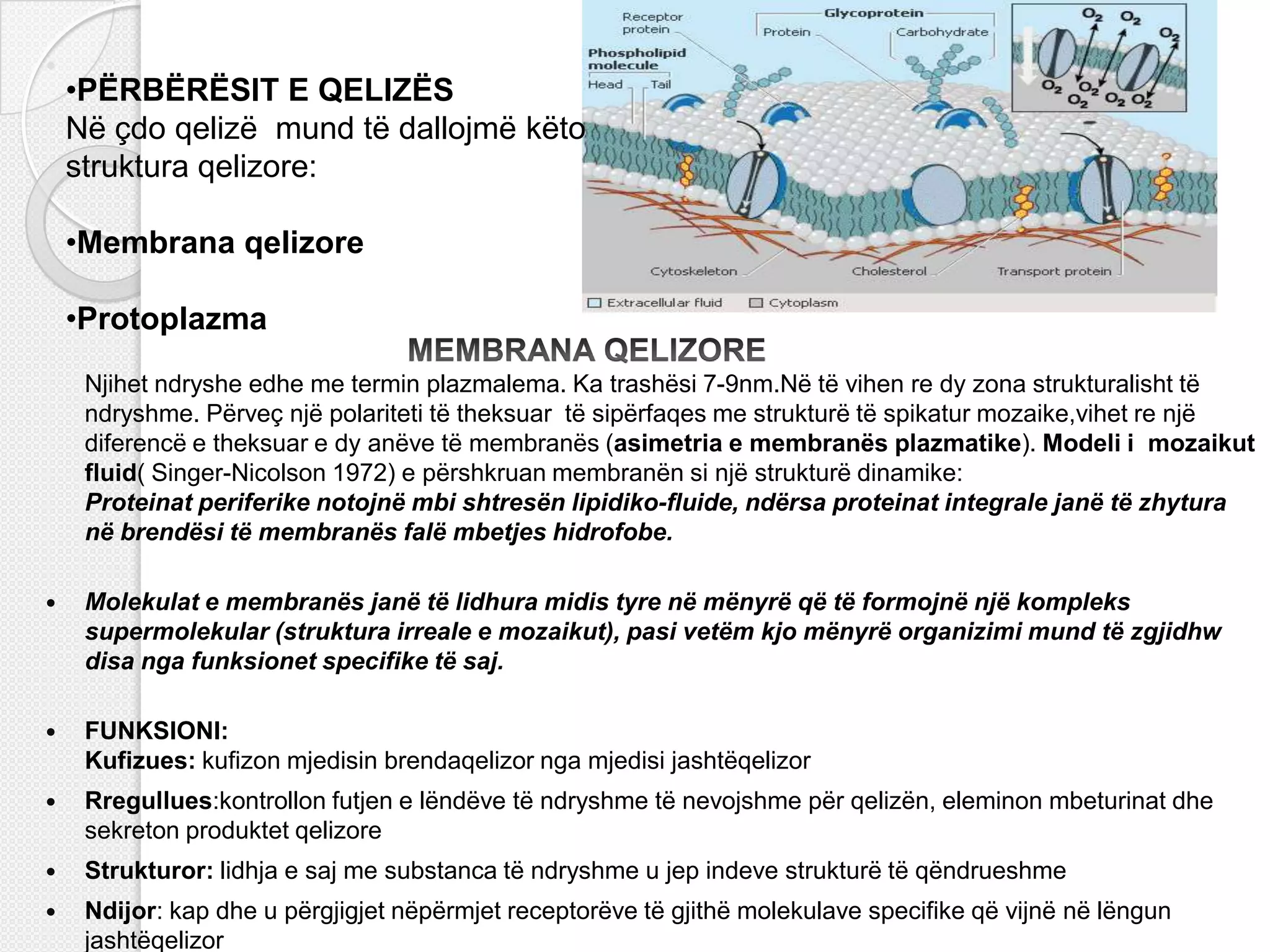Projekt biologji | PPTX