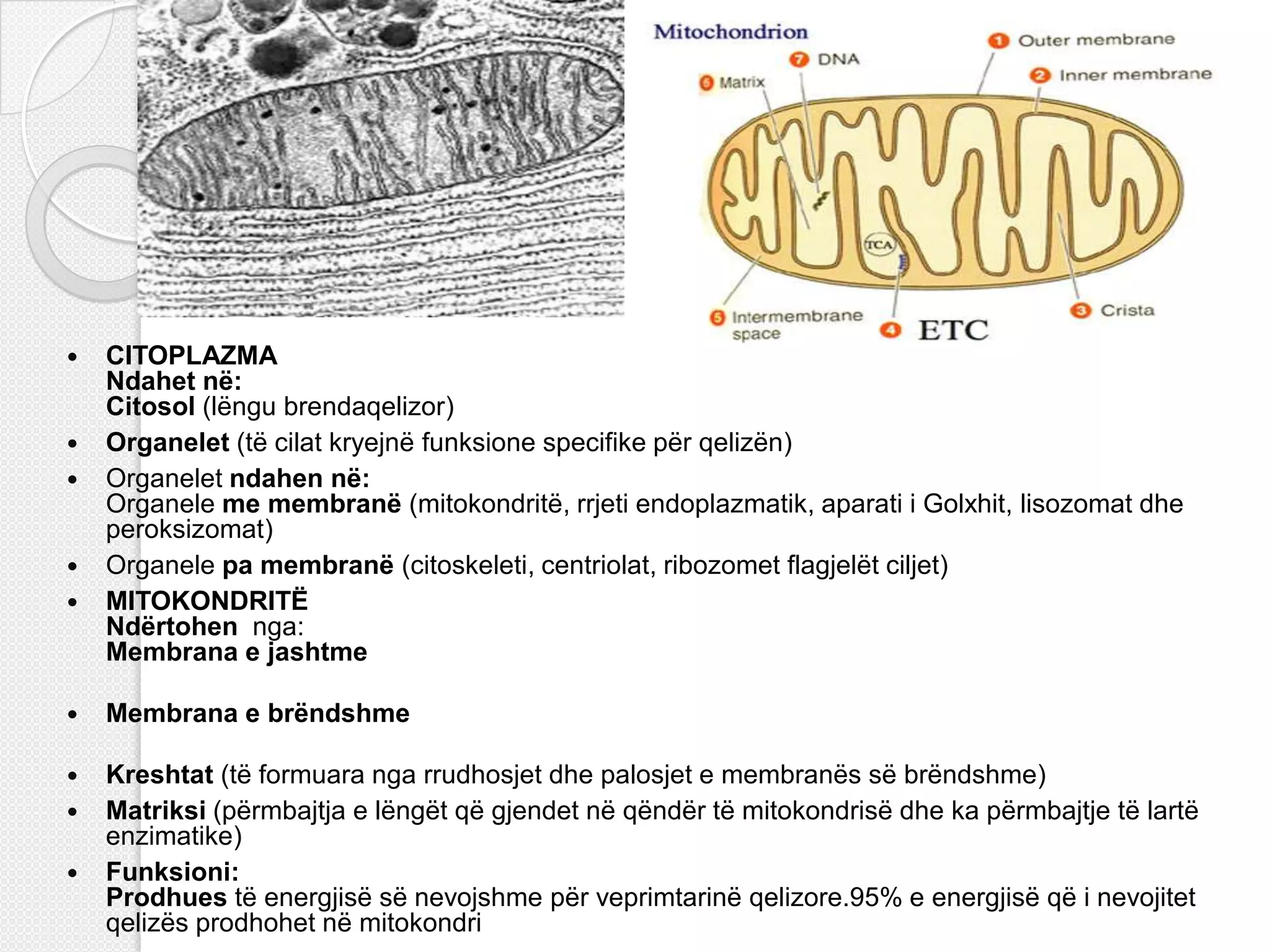 Projekt biologji | PPTX