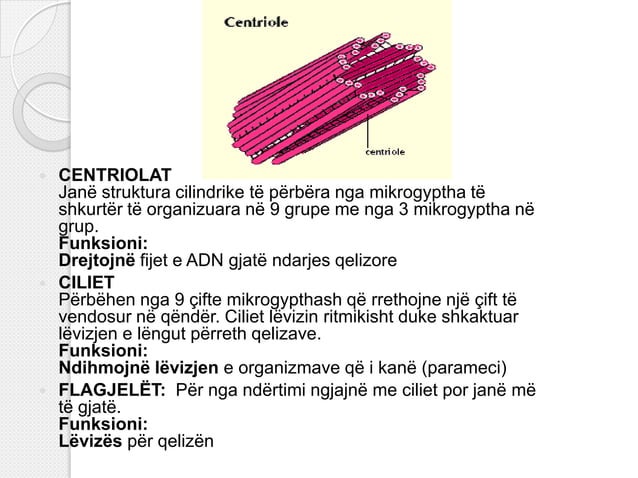 Projekt biologji | PPTX