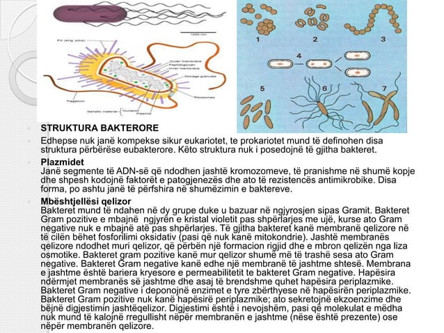 Projekt biologji | PPTX