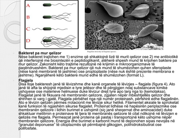 Projekt biologji | PPTX