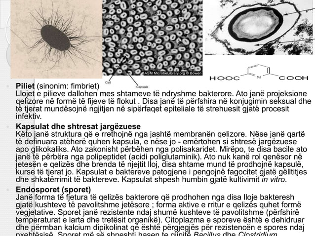 Projekt biologji | PPTX