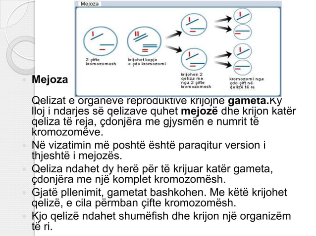 Projekt biologji | PPTX