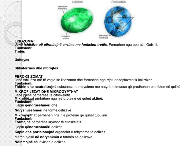 Projekt biologji | PPTX