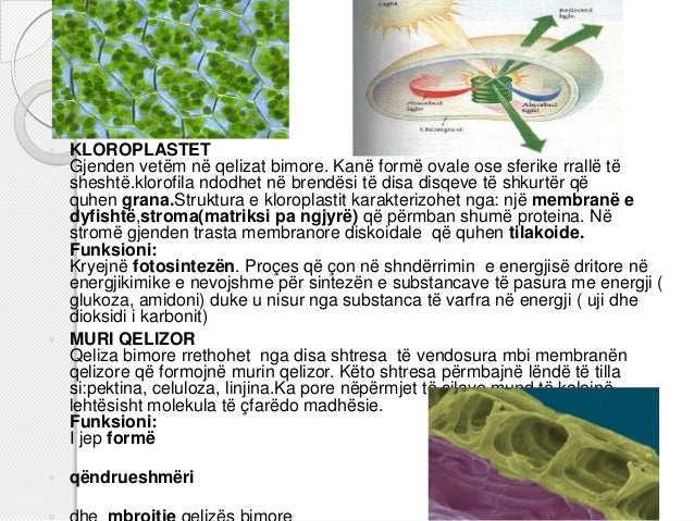 Projekt biologji